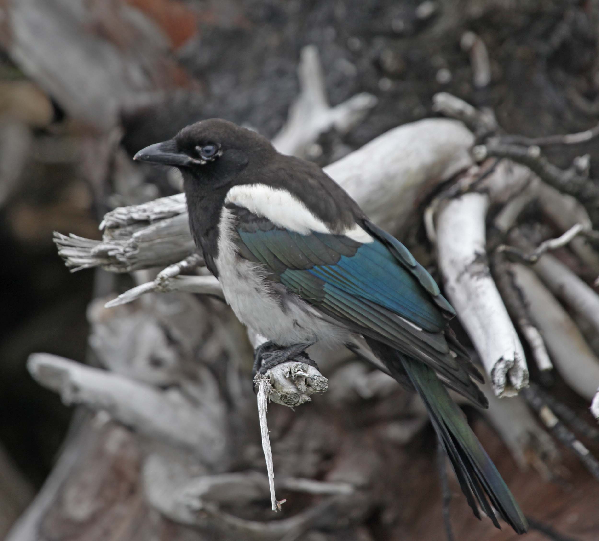 Pictures and information on Black-billed Magpie