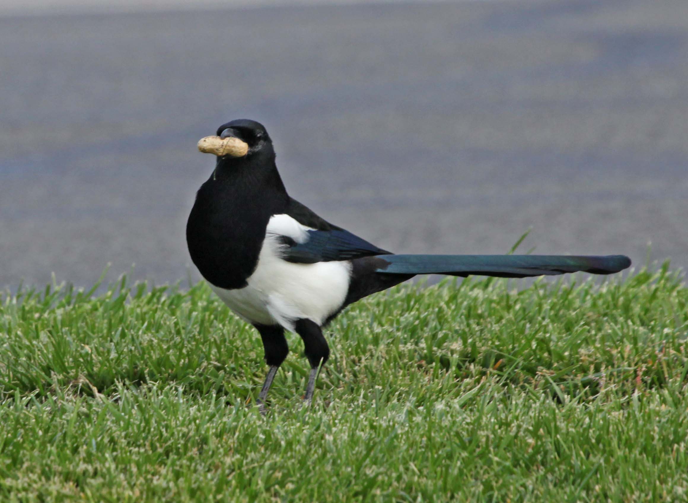 Pictures and information on Black-billed Magpie