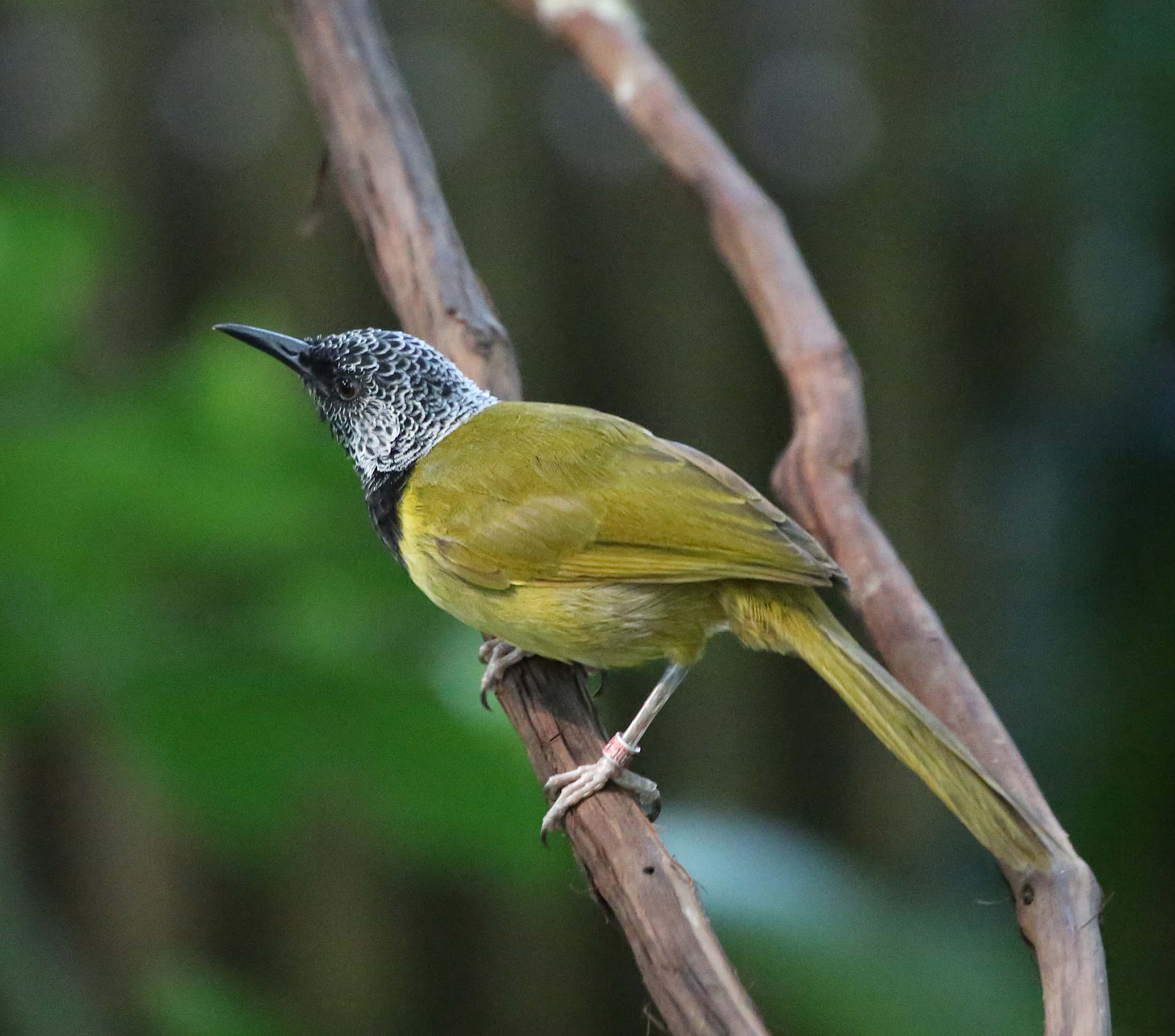 Pictures and information on Oriole Warbler