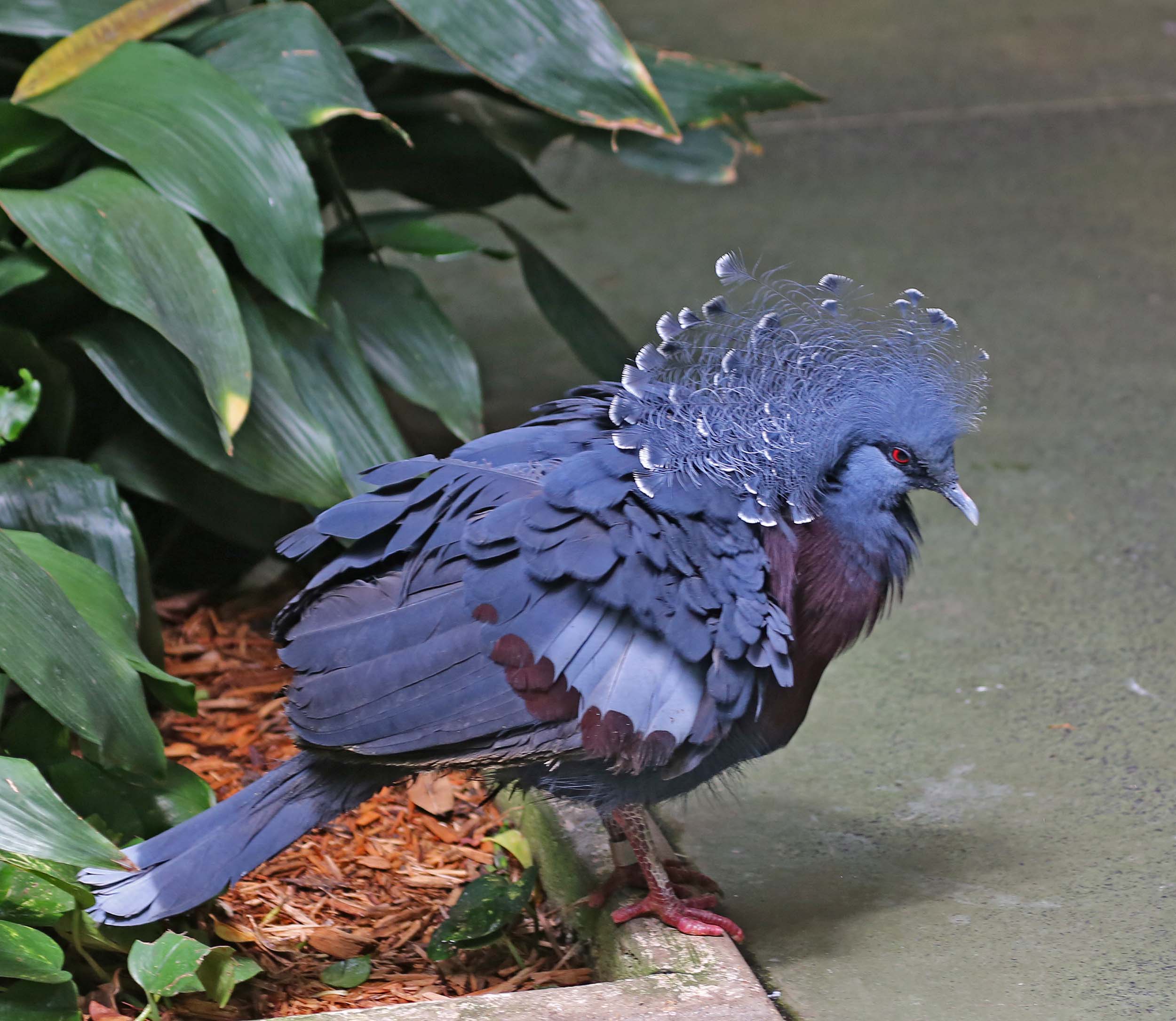Pictures And Information On Victoria Crowned Pigeon Pictures And Information On Victoria Crowned Pigeon